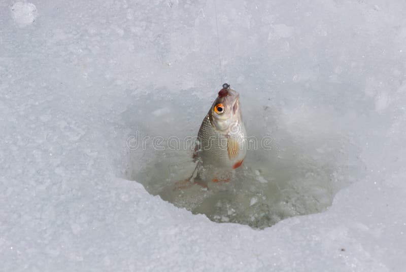 Raw fish after fishing stock photo. Image of winter, fresh - 67061496