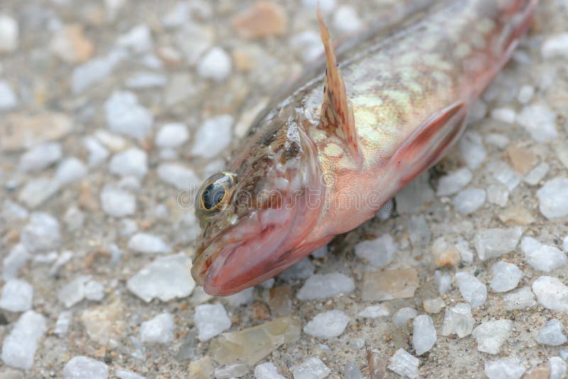 A Raw Fish after Fishing on Floor 15 May 2005 Stock Photo - Image of ...