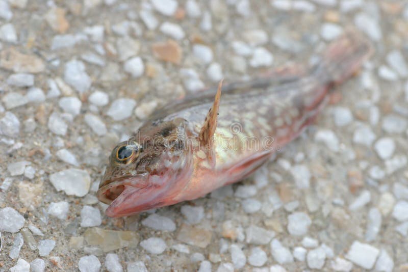 A Raw Fish after Fishing on Floor 15 May 2005 Stock Image - Image of ...