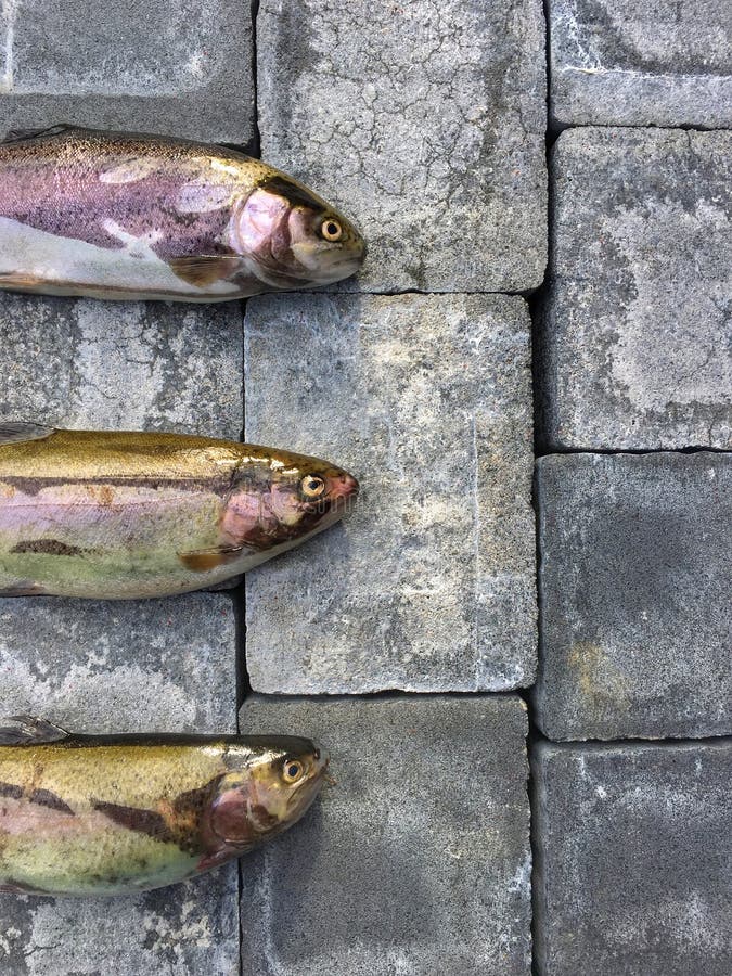 Fish - Floor mosaics stock image. Image of artistic, graphic - 239951