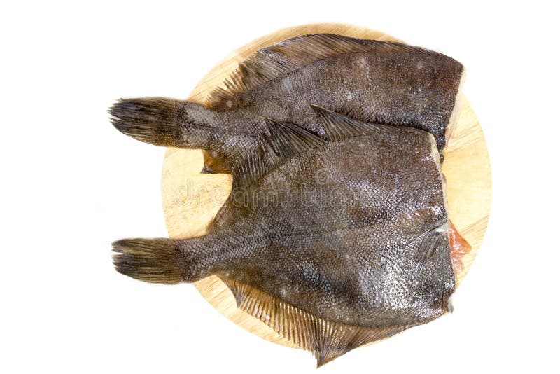 Raw fish flounder stock photo. Image of healthy, sole - 69348938