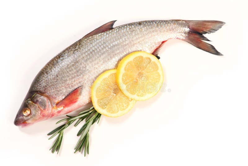 Raw fish stock image. Image of meal, white, freshness - 68760387