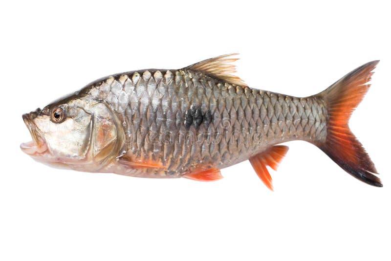 Raw Fish Freshwater Isolate on White Stock Photo - Image of clipping ...