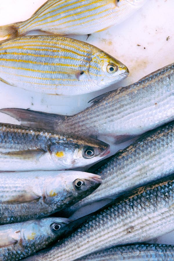 Raw fish stock image. Image of food, frozen, black, delicious - 45179623