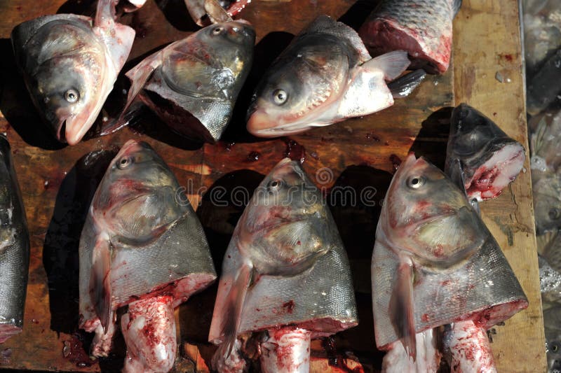 Raw Fish Head stock image. Image of delicious, head, ugly - 28515335
