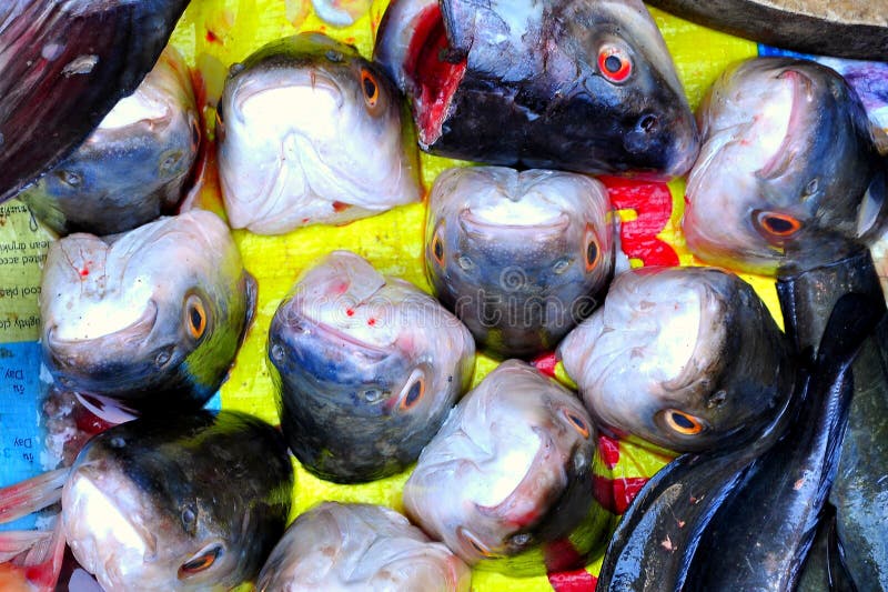 Raw fish heads stock image. Image of fresh, healthy, delicious - 30751909