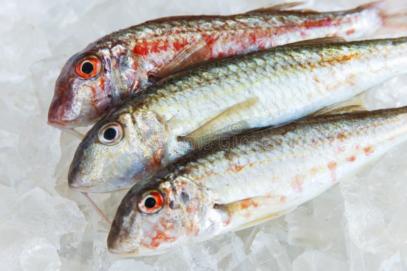 Raw Fish on Ice Goatfish Surmillet Stock Image - Image of food, eyes ...