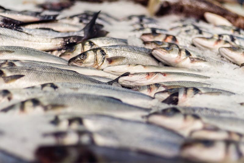 Raw fish on ice offered stock photo. Image of nature - 147364910