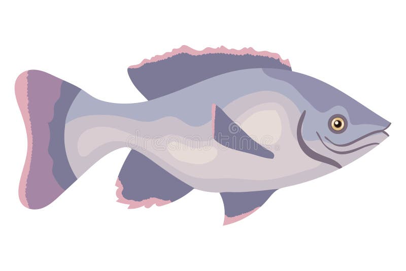 Raw fish illustration stock illustration. Illustration of exotic ...