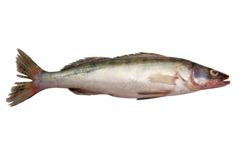 Raw Fish Isolated on White Background Stock Photo - Image of animal ...