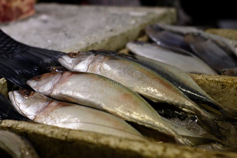 Raw Fish Kept in a Box Full of Ice As Display for Selling Stock Photo ...