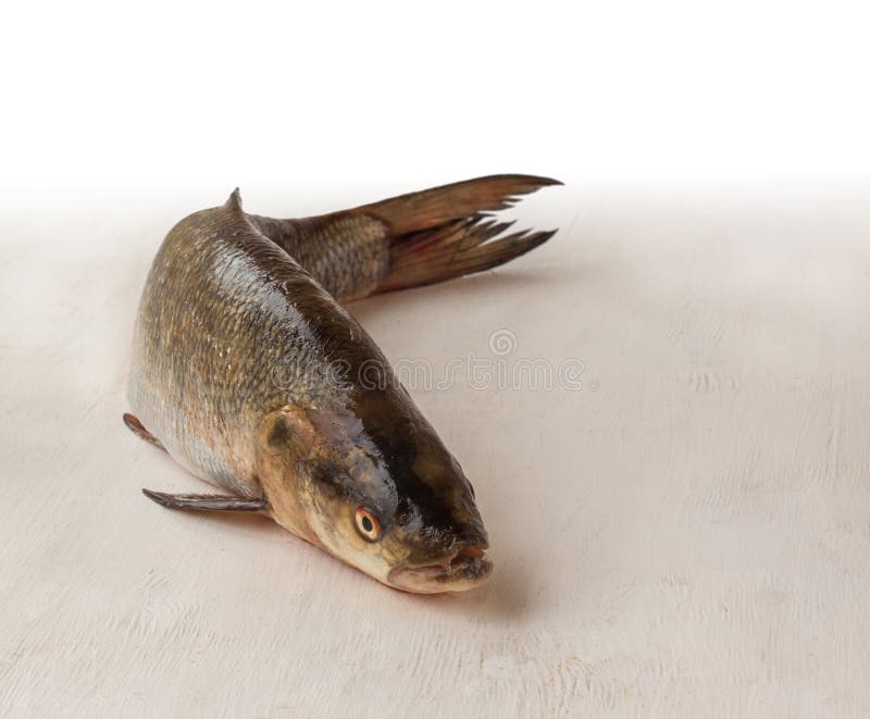 Evisceration Photos - Free & Royalty-Free Stock Photos from Dreamstime