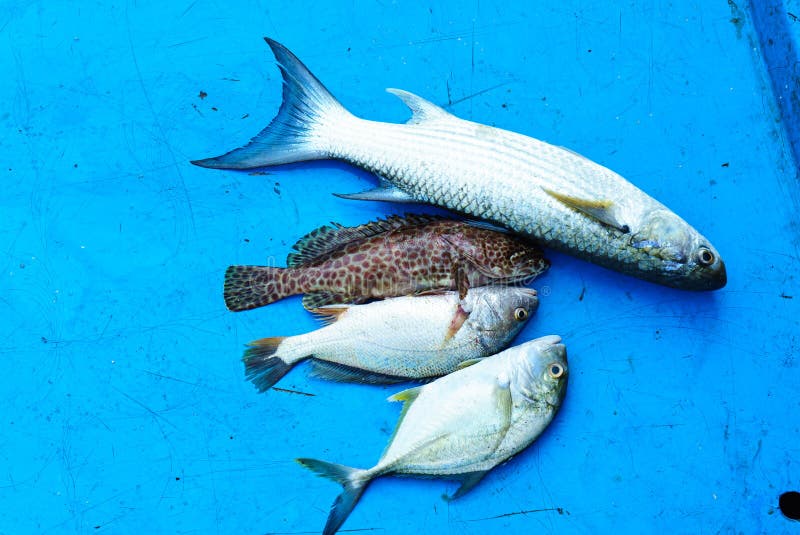 Raw Fish Lie on the Table at the Market Stock Photo - Image of wildlife ...
