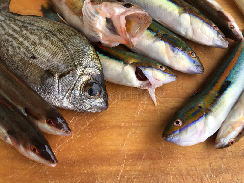Raw Fish from Mediterranean See Stock Photo - Image of fish, taste ...