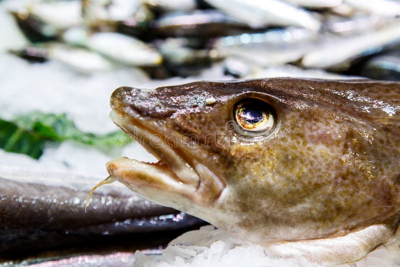 Raw fish stock photo. Image of catch, market, eyes, cold - 41078410