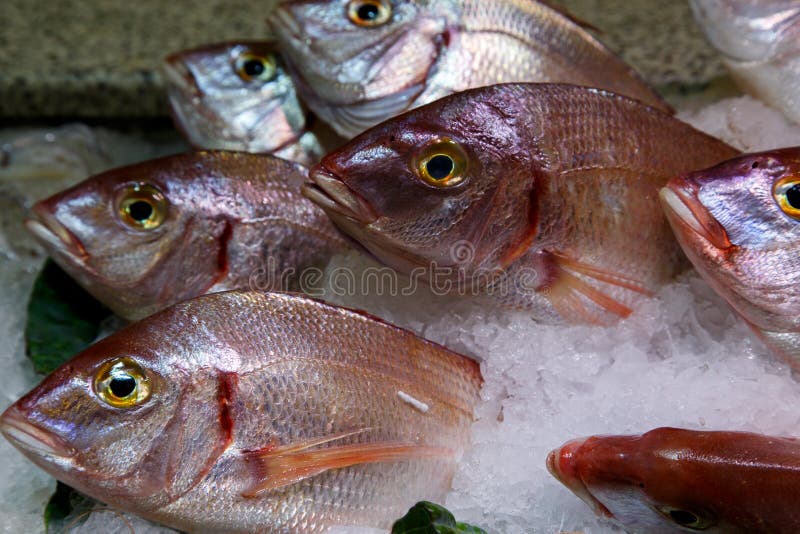 Raw fish stock image. Image of cuisine, fish, market - 41078799