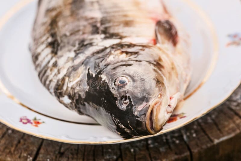 Raw fish on plate head stock photo. Image of fish, seafood - 150889910