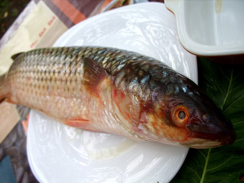 Raw fish on a plate stock image. Image of lunch, wood - 129725007