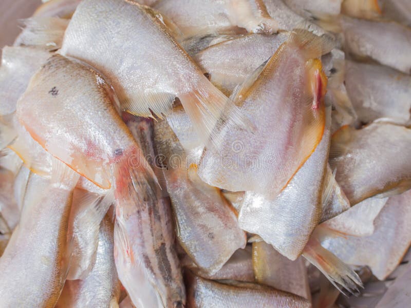 Raw fish stock image. Image of nutrition, health, animal - 31668589