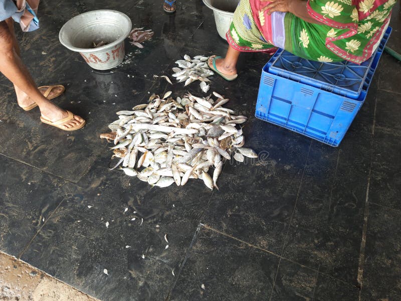 Raw Fish S are Keep in Floor in Fish Market Stock Image - Image of ...
