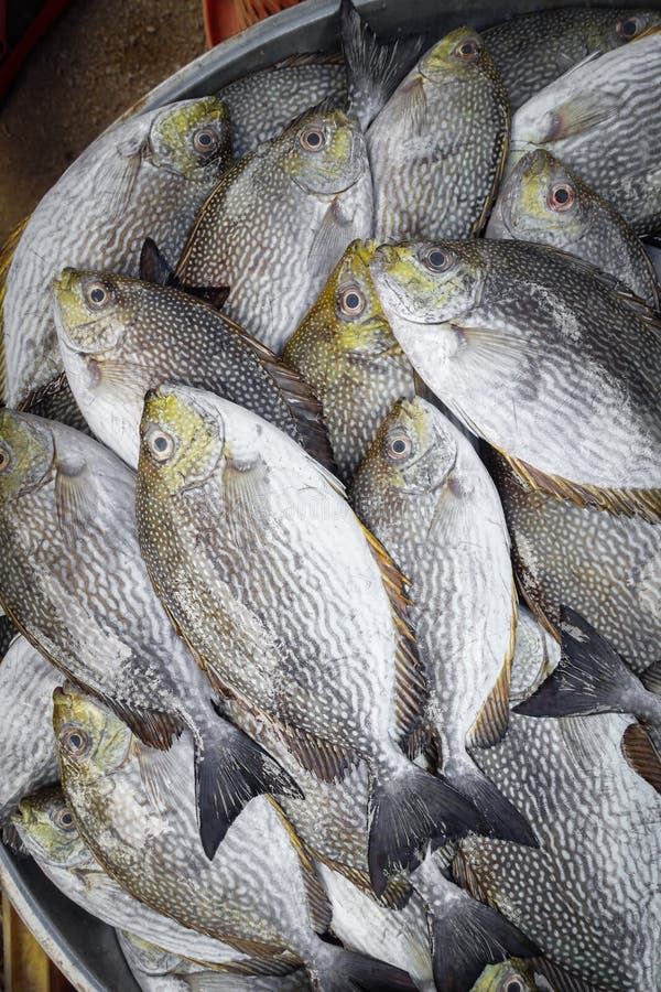 Raw fish stock photo. Image of catch, nature, fresh, meal - 78659536