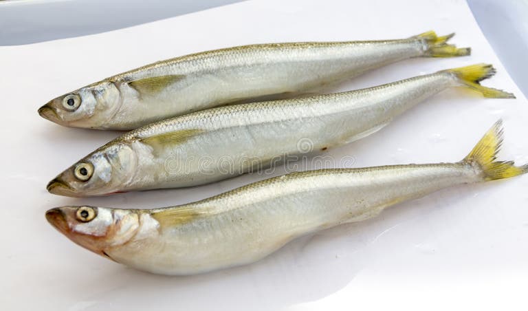 Raw fish smelt stock photo. Image of delicious, fish - 85939096