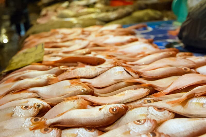 Raw Fish at the Store Counter. Lot of Sea Fish Stock Photo - Image of ...