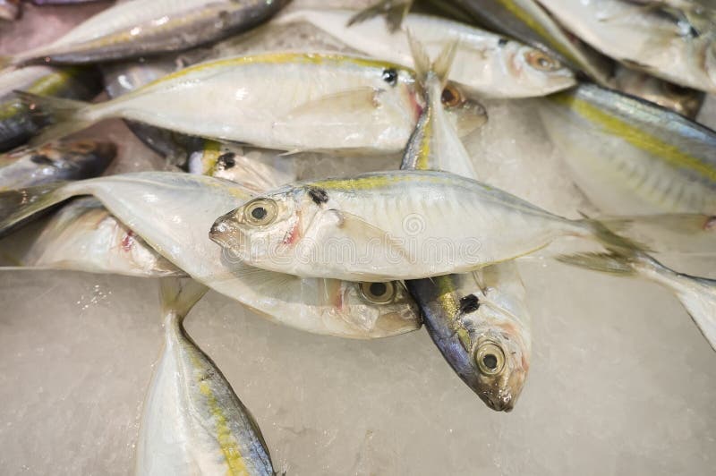 Raw of Fish at Supermarket stock photo. Image of nature - 32655370