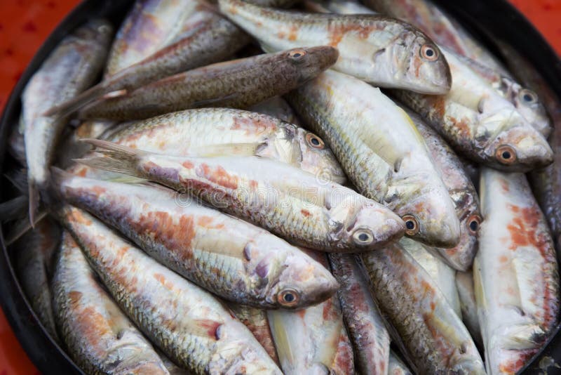 Raw Fish, Surmullet - Crimean Delicacy Stock Image - Image of ...