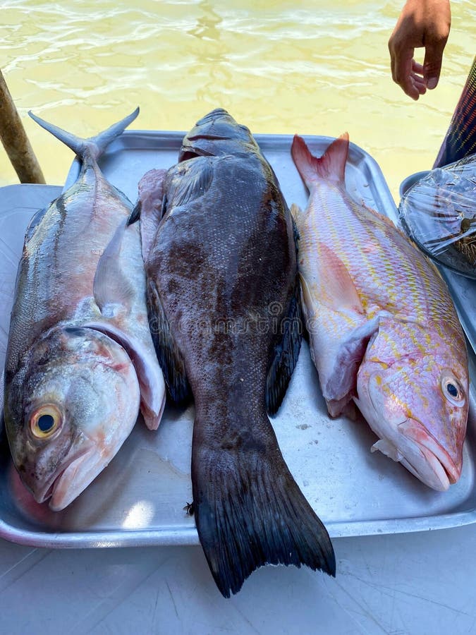 Tree Fresh fish stock image. Image of fish, seafood - 373907261