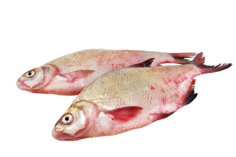 Raw fish stock photo. Image of fish, color, horizontal - 34481878