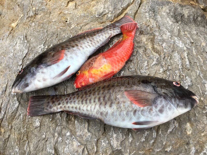 Raw fish `vieja` stock image. Image of ocean, underwater - 89735517