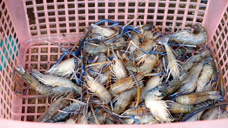 Raw Fresh BBQ River Prawns in Basket Stock Image - Image of ...