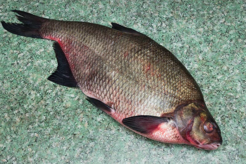 Raw fresh bream. stock photo. Image of breamnshallow - 118596508