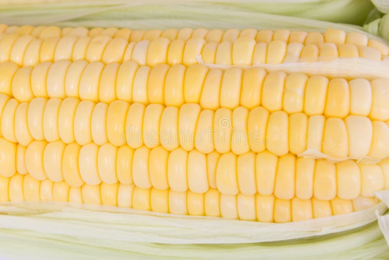 Raw fresh corn stock photo. Image of closeup, cereal - 21502548