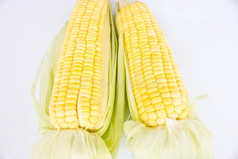 Corn bouquet stock photo. Image of photograph, american - 4416532