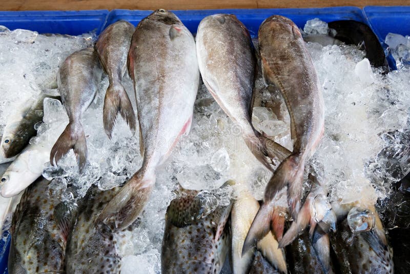 Raw Fresh fish in market stock image. Image of fishing - 150273617