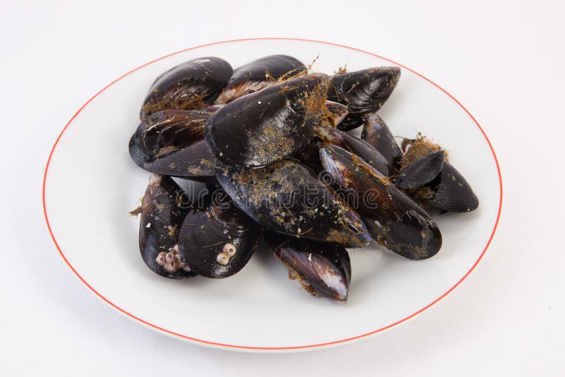 Raw fresh mussels stock photo. Image of culinary, crustacean - 48324282