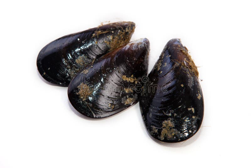Mussels stock photo. Image of cook, good, lemon, tasty - 16165944