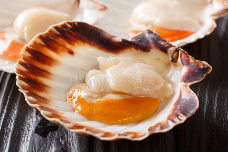 Raw Fresh Scallop in Shell Macro on a Black Table. Vertical Stock Image ...