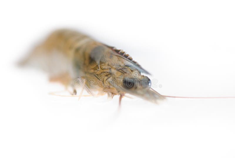 Silverfish stock image. Image of antennae, sanitation, white - 518681