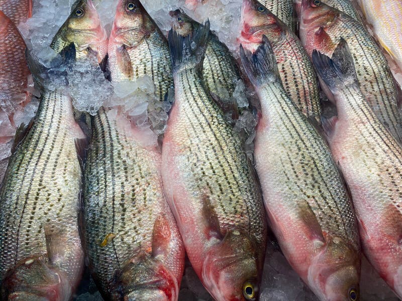 Raw Fresh Snapper Fish on Ice, Close-up View of Fish in Seafood Aisle ...