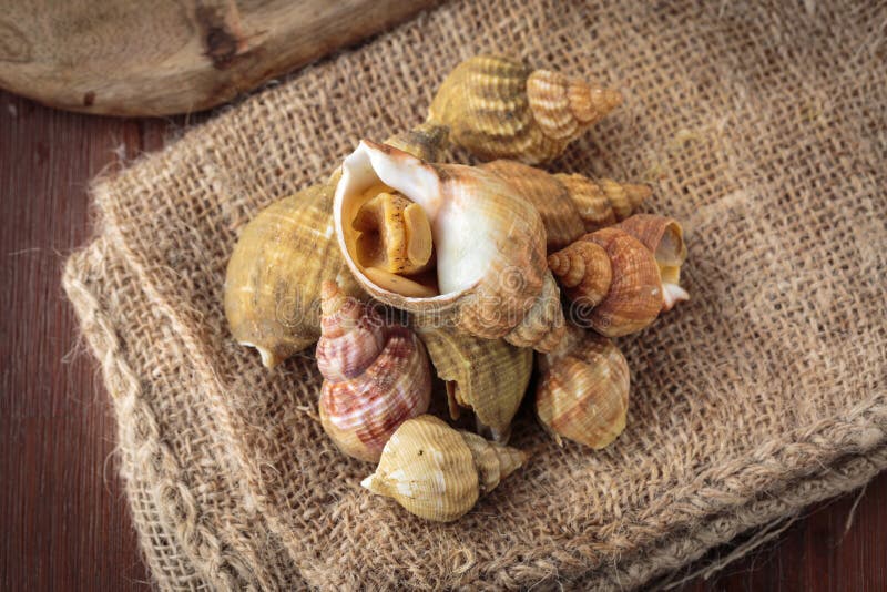 Raw fresh whelks stock photo. Image of vitamins, food - 76900390