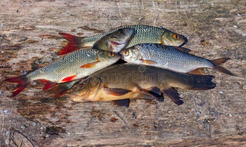 Raw freshwater fish stock image. Image of catch, golden - 34003527