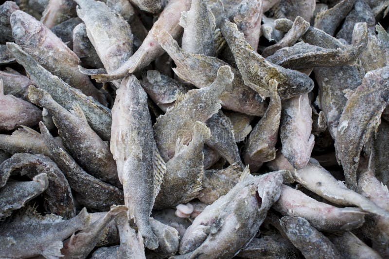 Raw freshwater fish ruff stock photo. Image of fish, small - 82769232