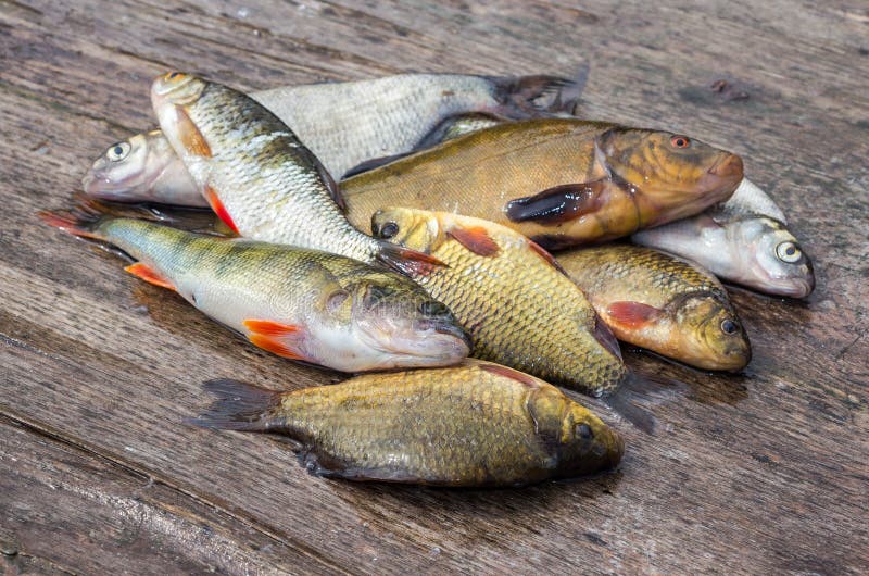 Raw Freshwater Fish on the Wooden Board Stock Photo - Image of swimming ...