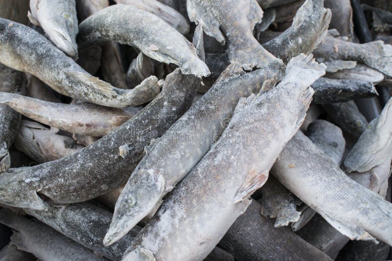 Raw Frozen Fish Freshwater Pike Closeup Stock Image - Image of pike ...