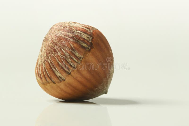 Raw Fruit Hazelnut in Shell on White Background Stock Image - Image of ...