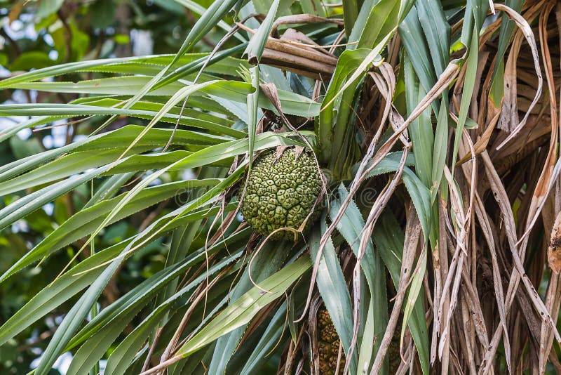 Raw fruit on tree stock photo. Image of orange, leaf - 154340998