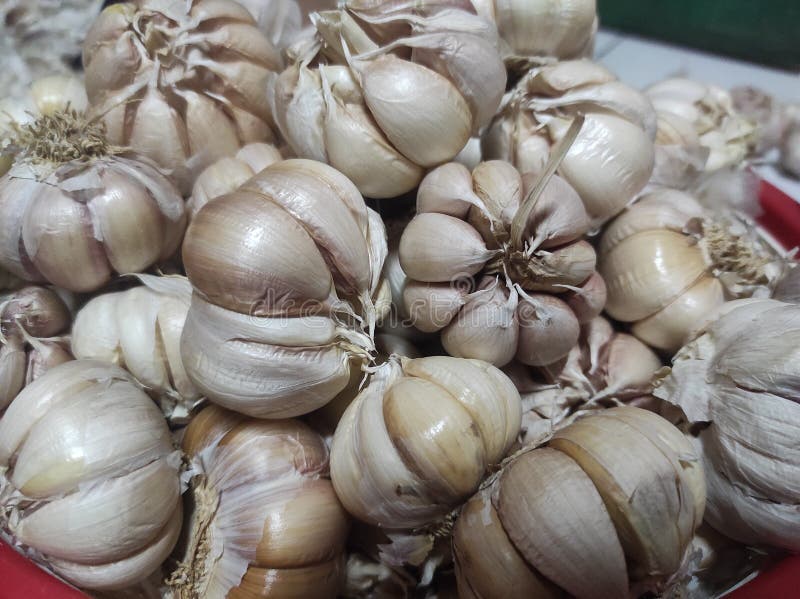 Raw garlic from Indonesia stock photo. Image of invertebrate - 209732098